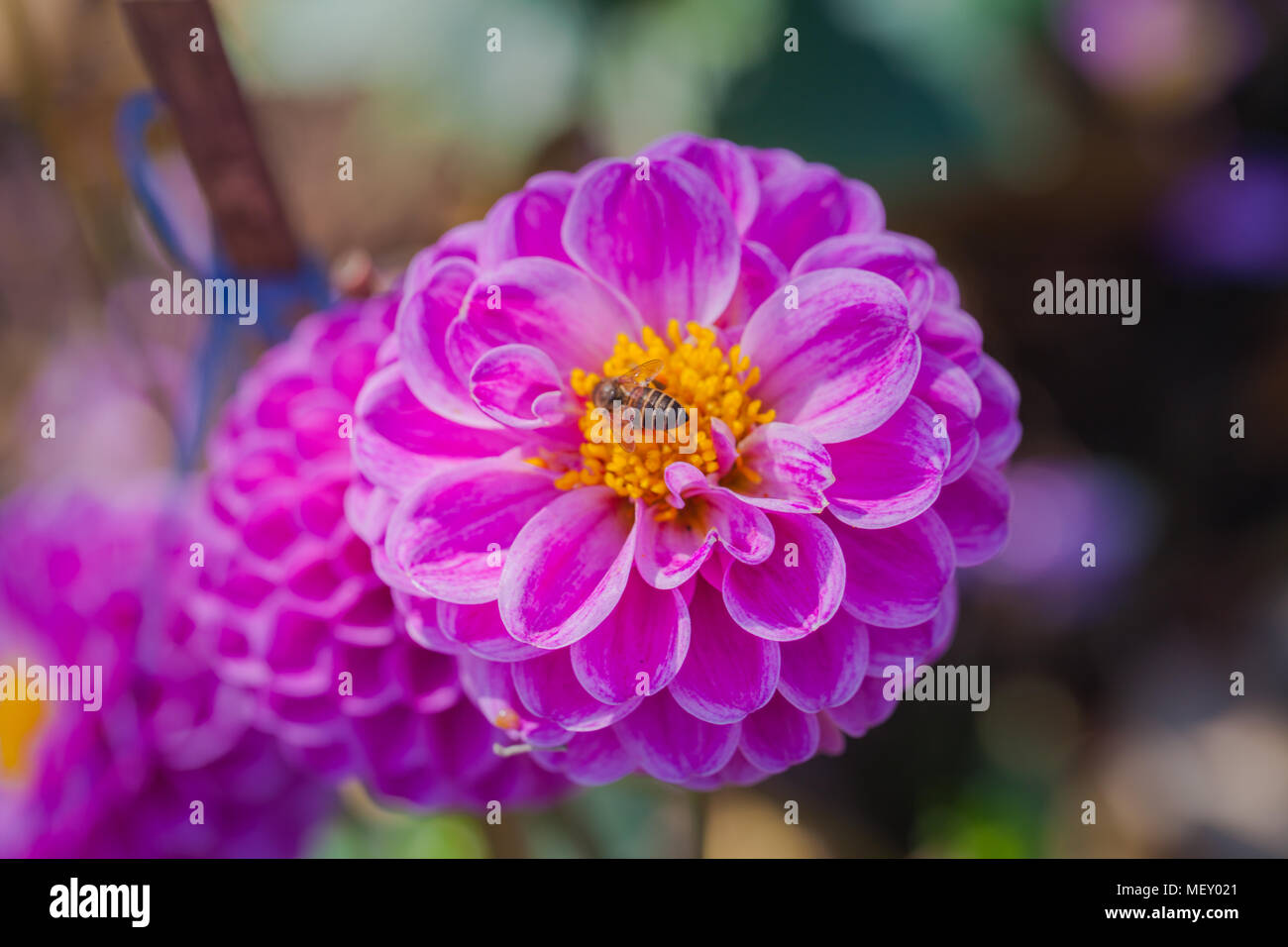 colorful flowers are blooming in the meadow at the foothill during ...