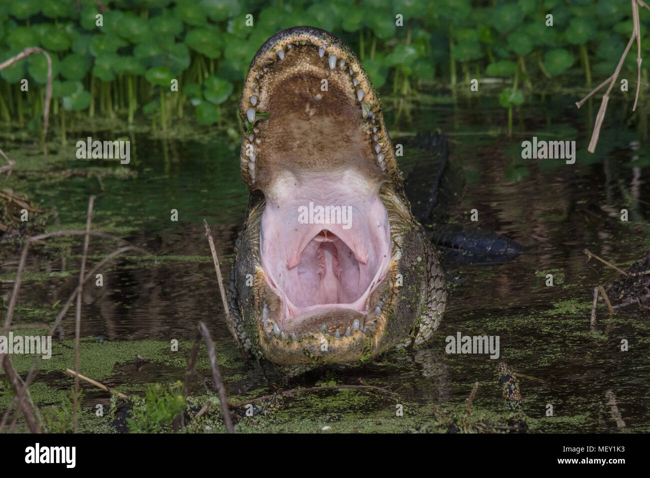 Alligator death roll hi-res stock photography and images - Alamy