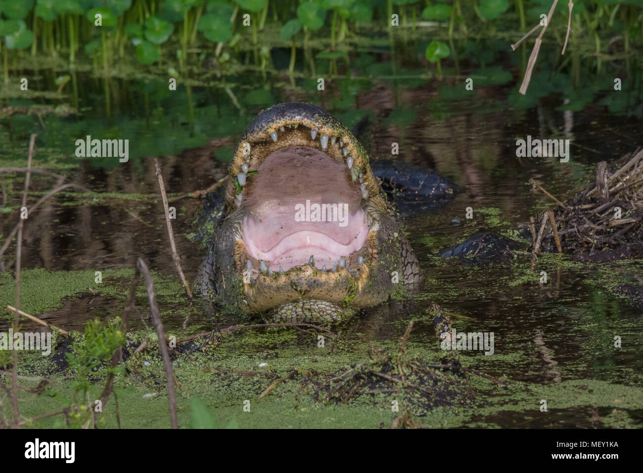 Alligator death roll hi-res stock photography and images - Alamy