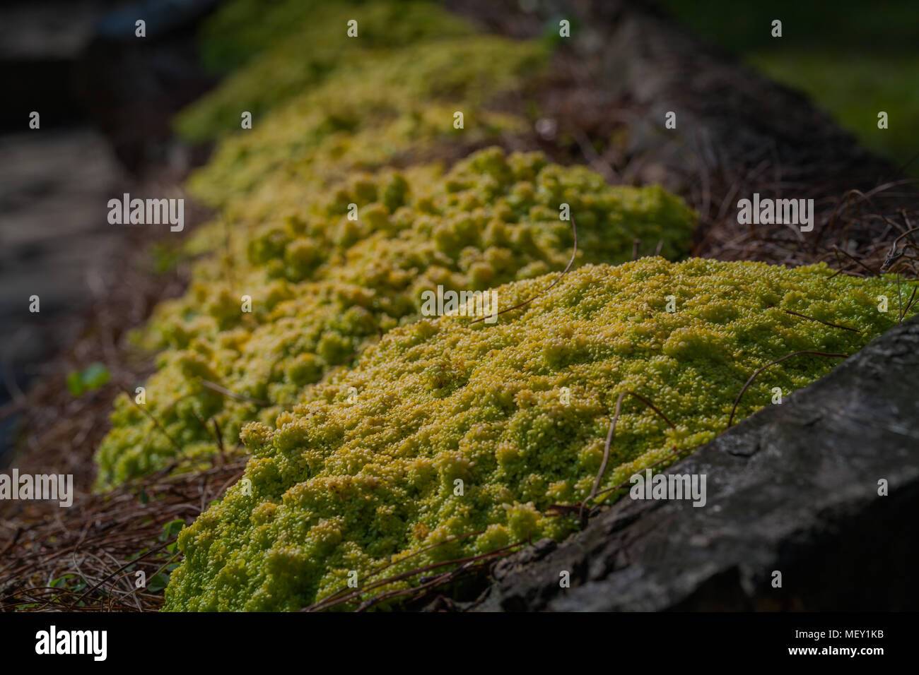 Foothill forest hi-res stock photography and images - Alamy