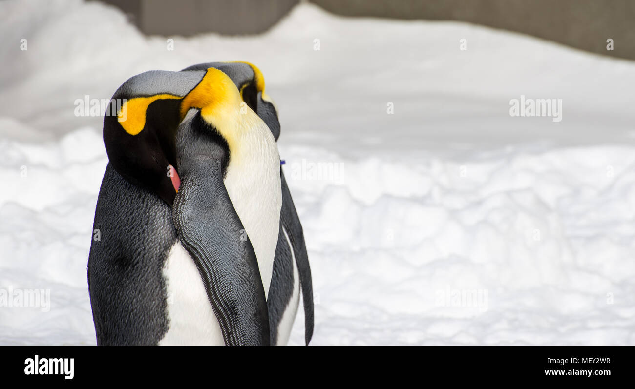 Penguin sleeping outside in the snow standing up calgary zoo Stock ...