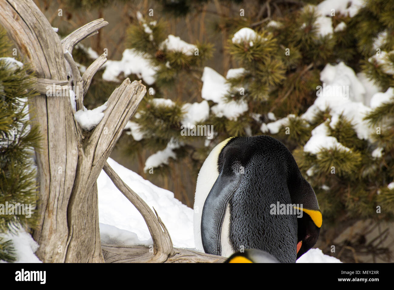 Penguin sleeping outside in the snow standing up calgary zoo Stock ...