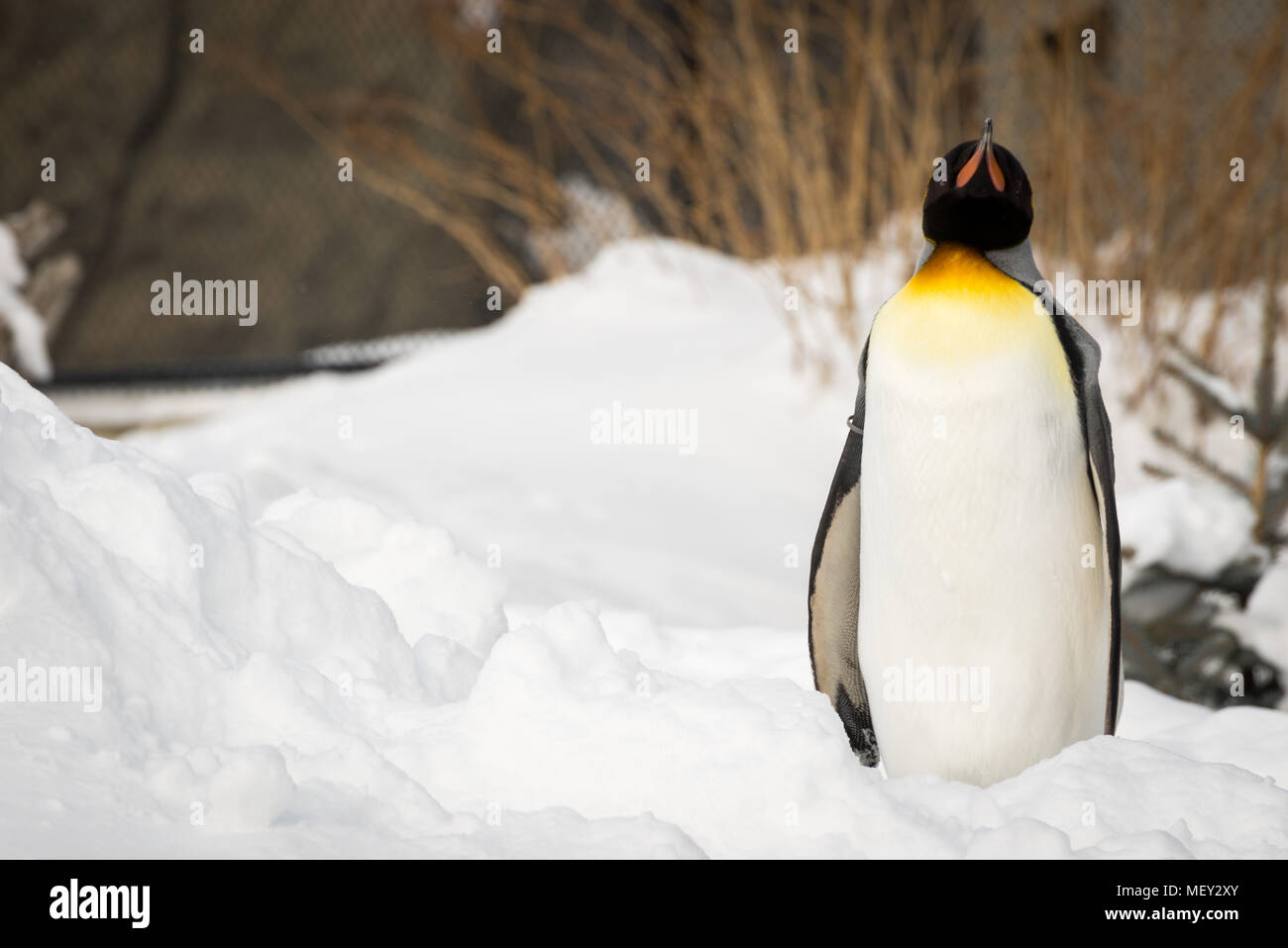 Calgary zoo penguins hi-res stock photography and images - Alamy