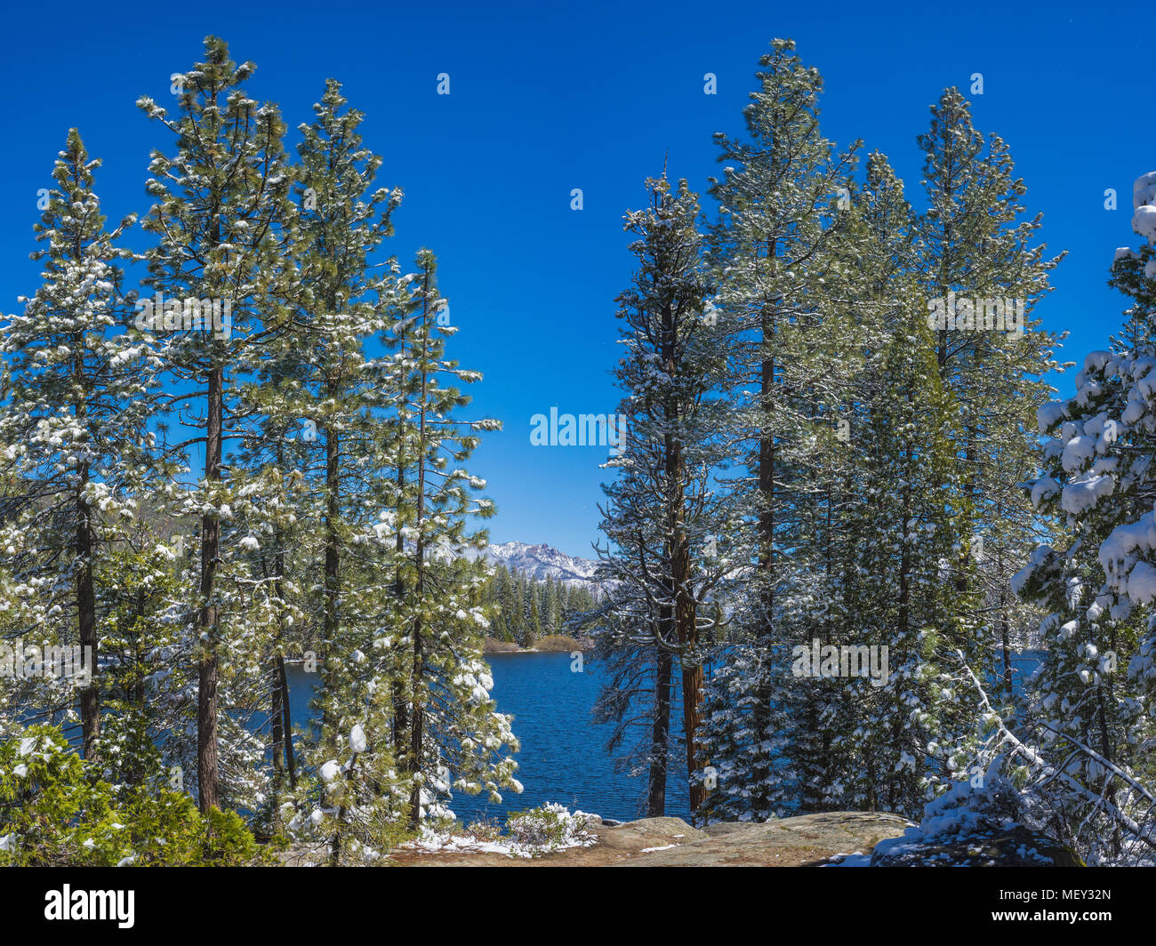 Tall mountain pines stand hi-res stock photography and images - Alamy