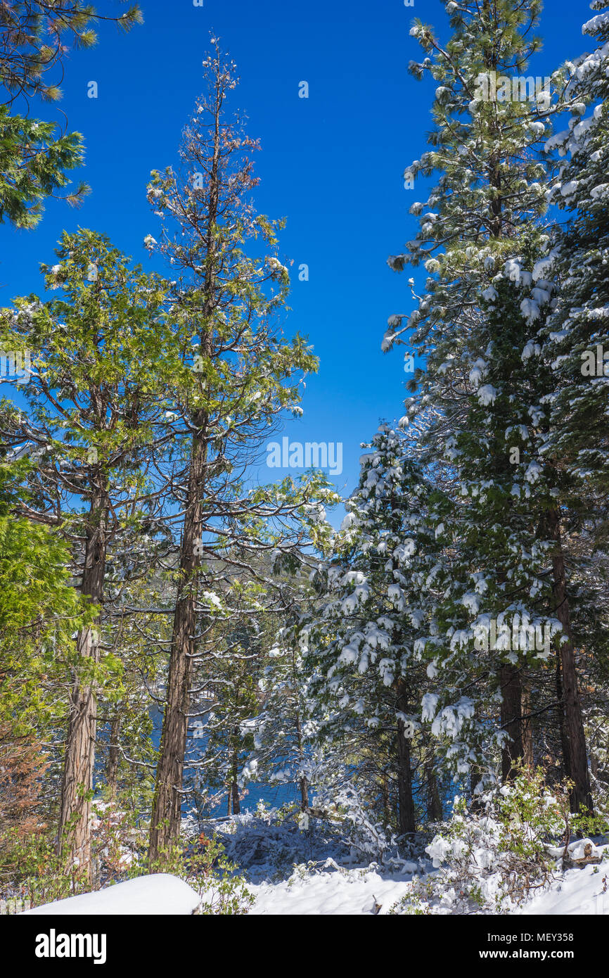 Snow hangs on the limbs of green pine trees in the Sierra Nevada ...