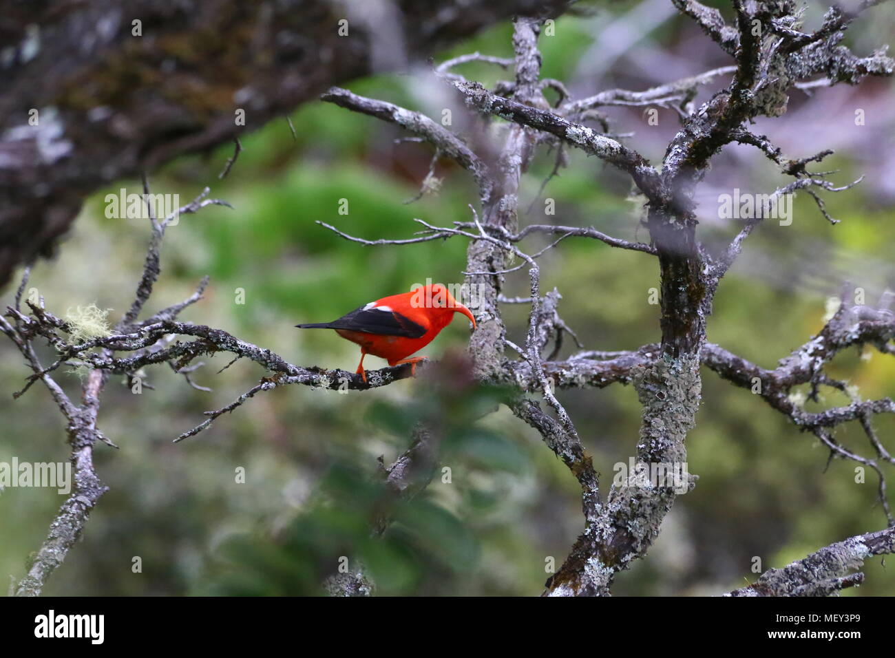 The ʻiʻiwi, or scarlet honeycreeper is a "hummingbird-niched" species ...
