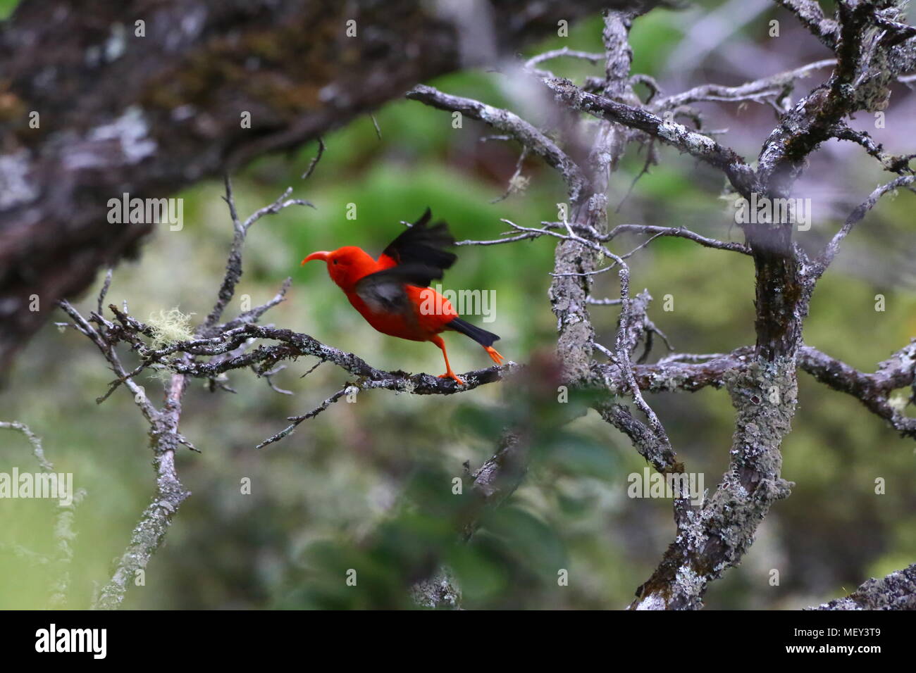 The ʻiʻiwi, or scarlet honeycreeper is a "hummingbird-niched" species ...
