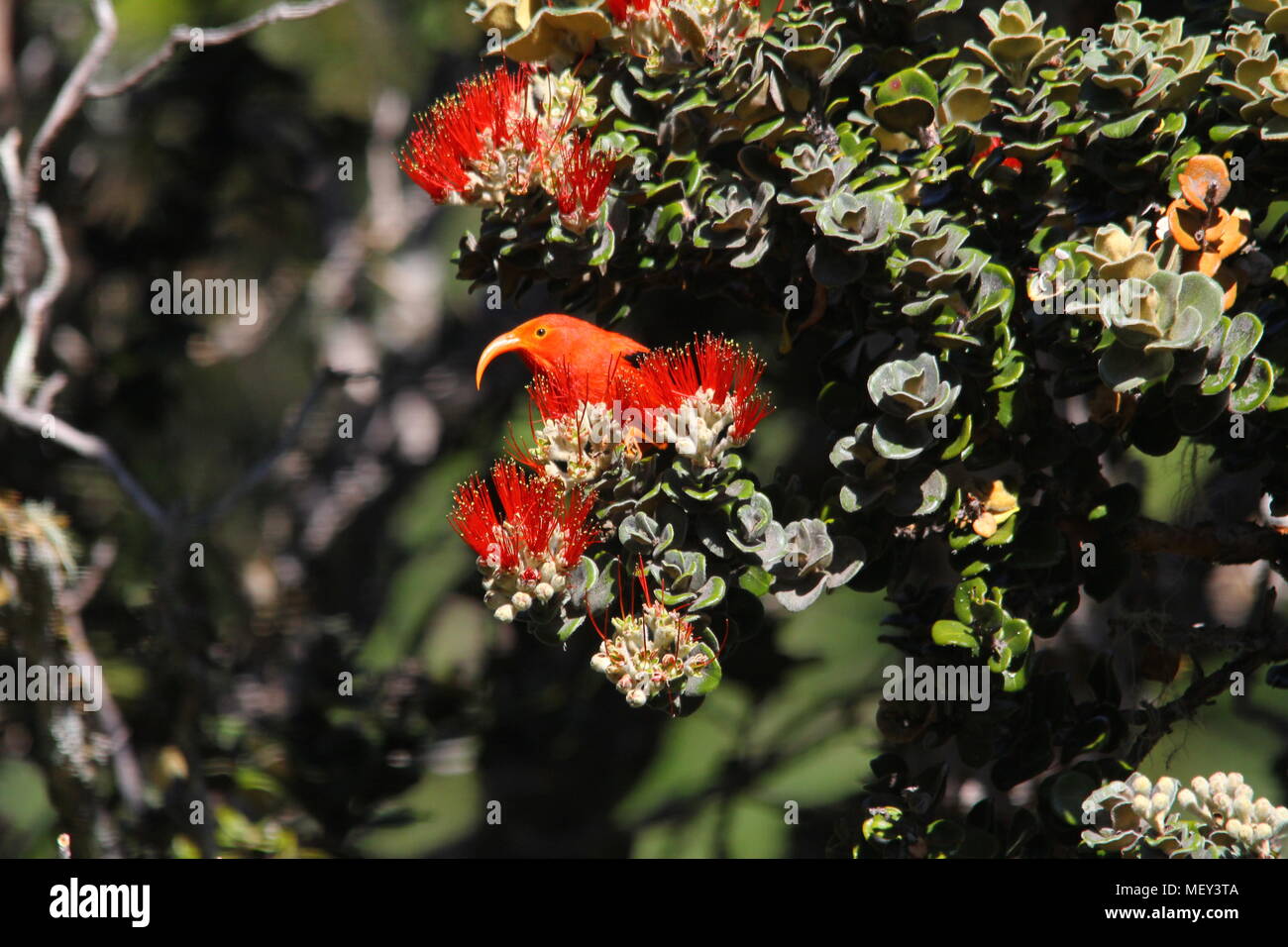 The ʻiʻiwi, or scarlet honeycreeper is a "hummingbird-niched" species ...