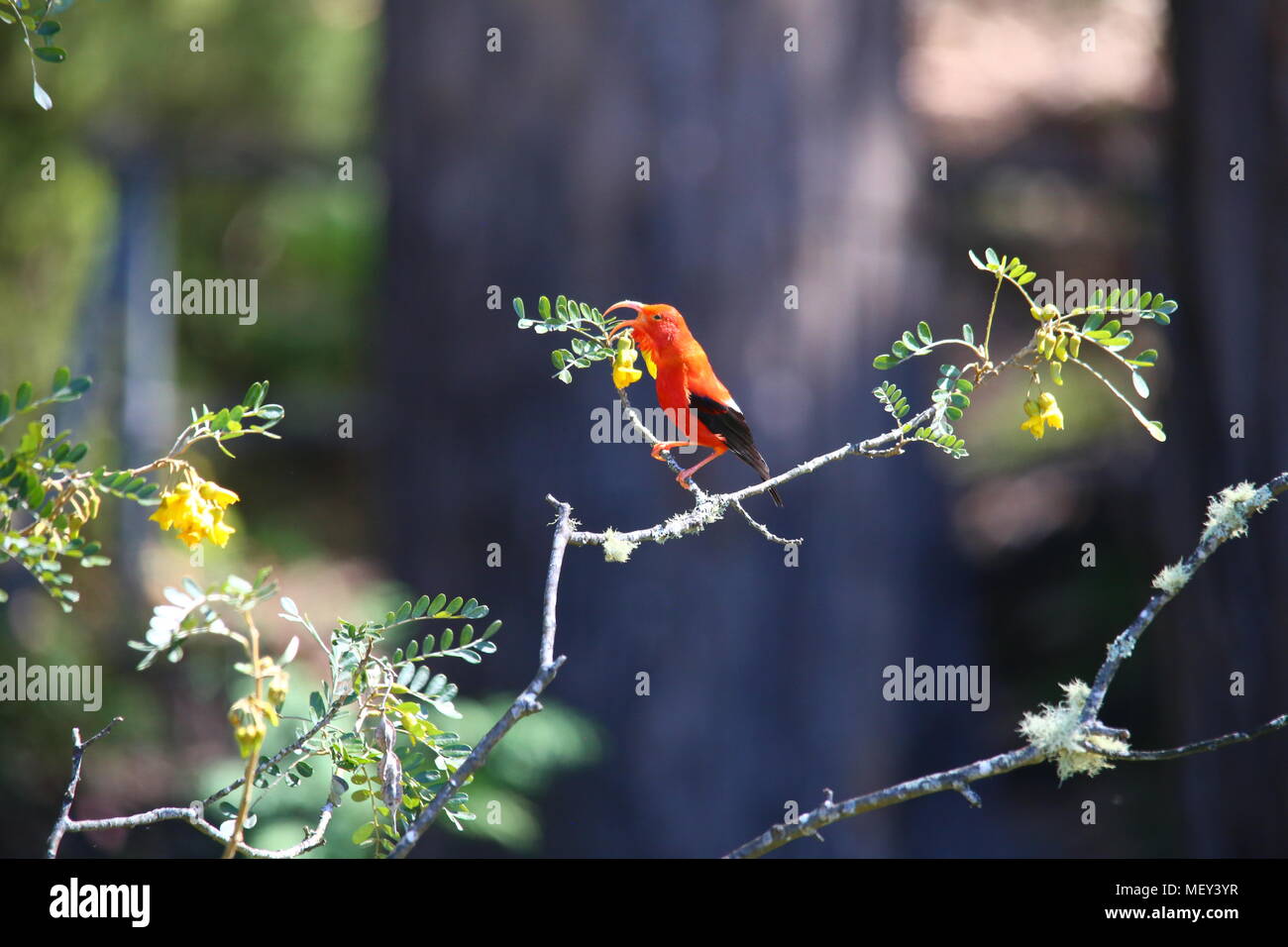 The ʻiʻiwi, or scarlet honeycreeper is a "hummingbird-niched" species ...