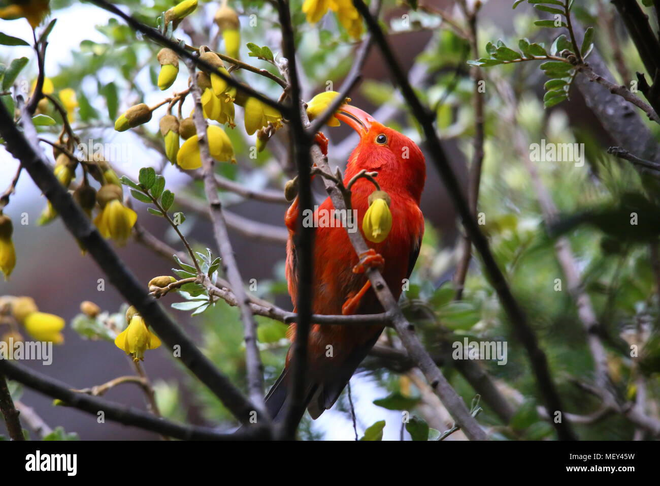 The ʻiʻiwi, or scarlet honeycreeper is a "hummingbird-niched" species ...