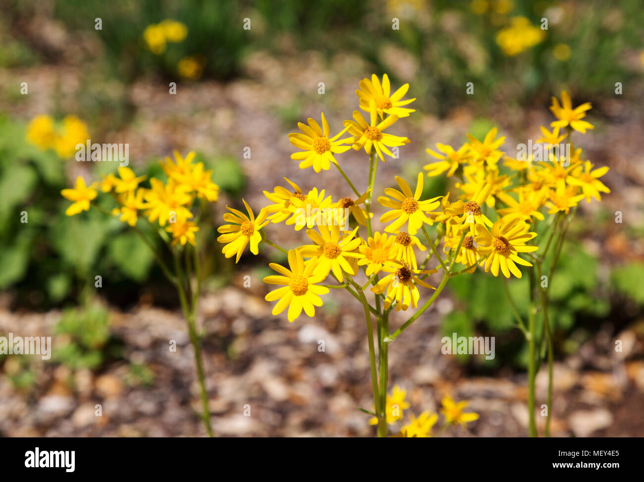 Golden Groundsel wildflowers growing wild, ( Packera aurea ), Texas USA ...