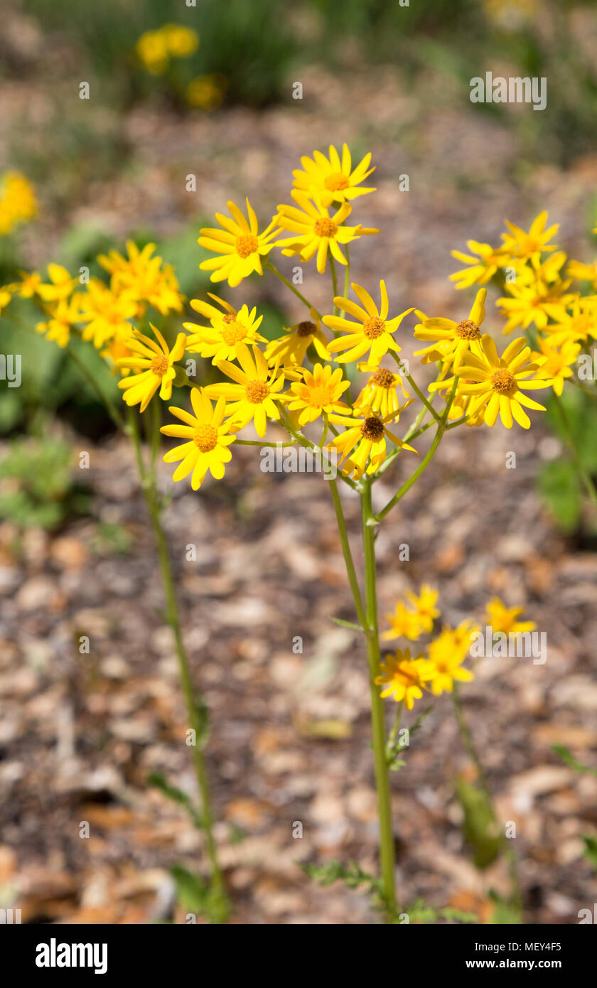 Golden Groundsel wildflowers growing wild, ( Packera aurea ), Texas USA ...
