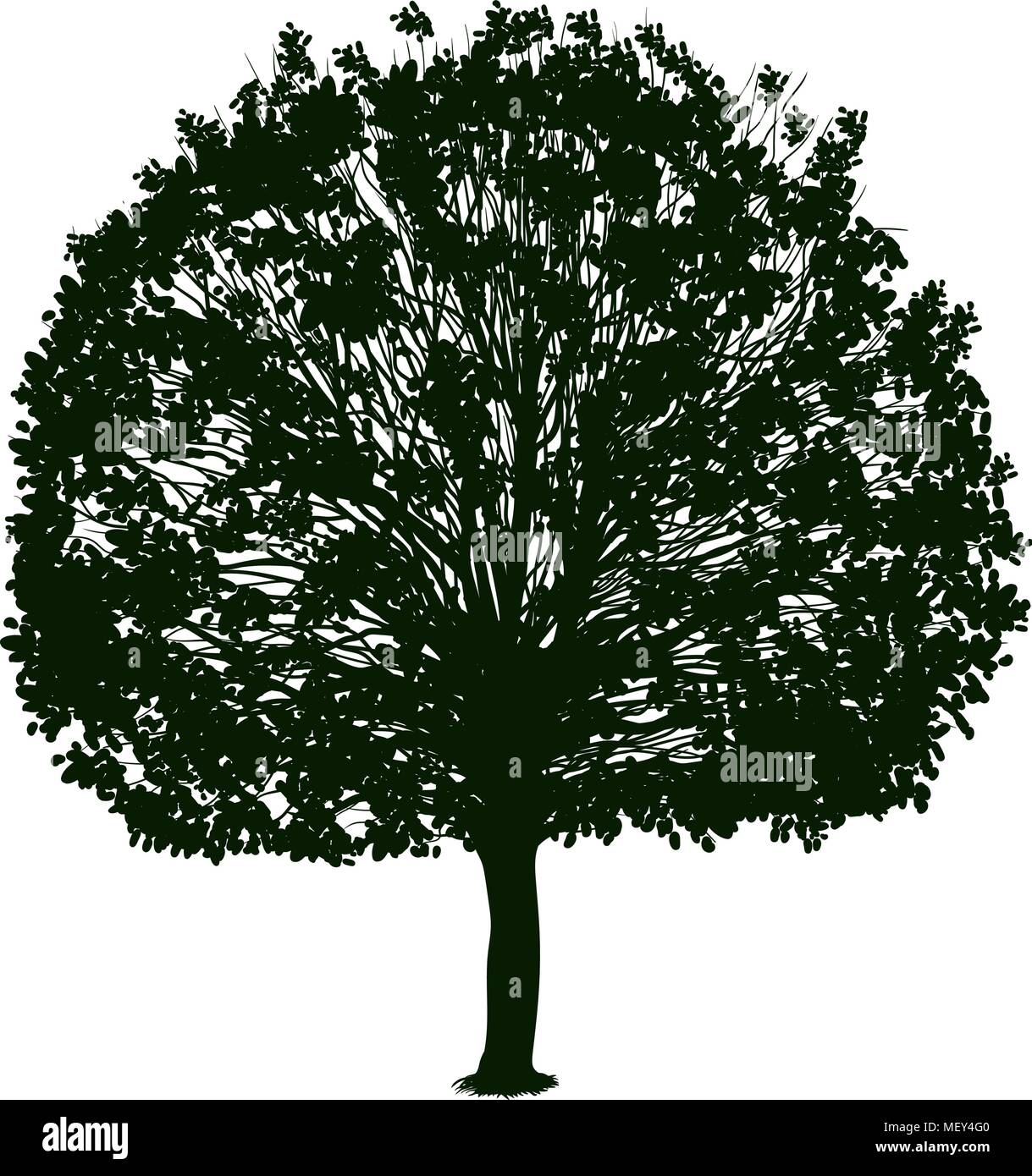 Beautiful vector tree silhouette outline vector icon hi-res stock ...