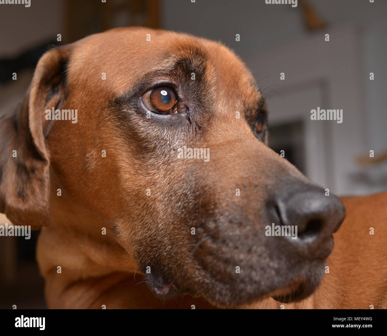 Rhodesian Ridgeback dog close up head on his bed Stock Photo - Alamy