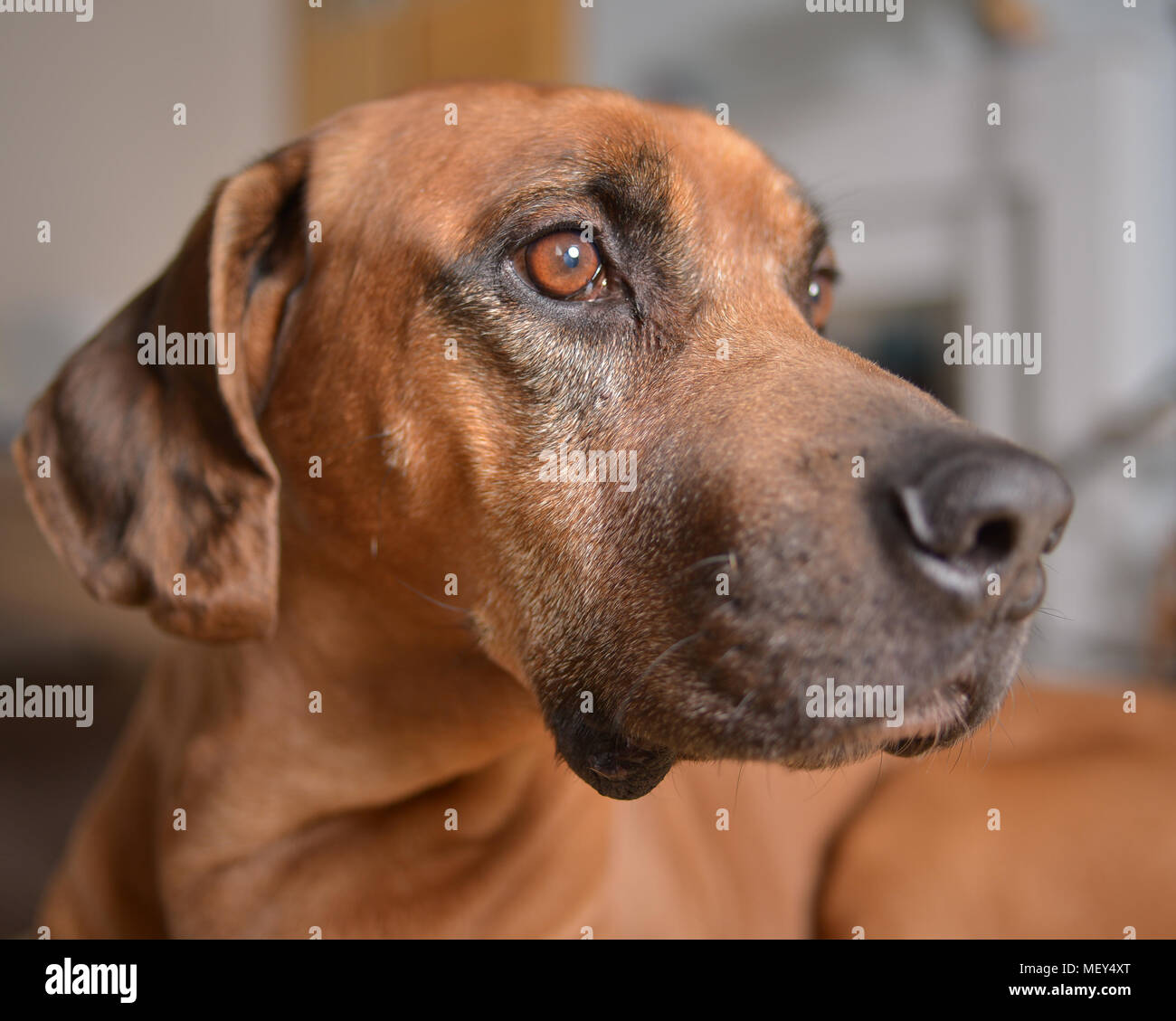 Rhodesian ridgeback face hi-res stock photography and images - Alamy