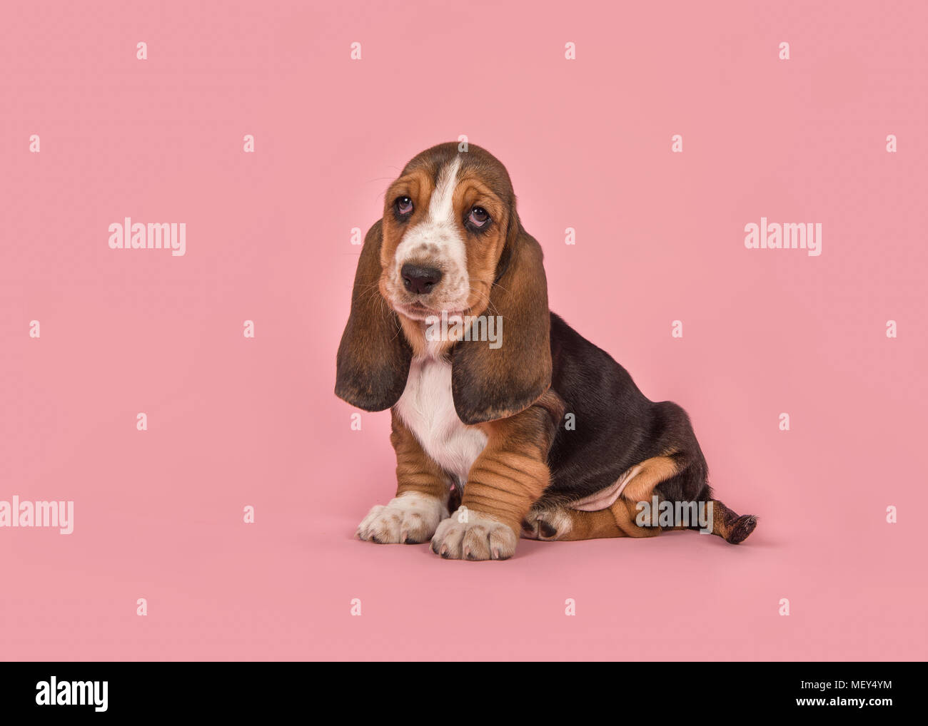 Cute tricolor basset hound puppy sitting on a pink background Stock ...