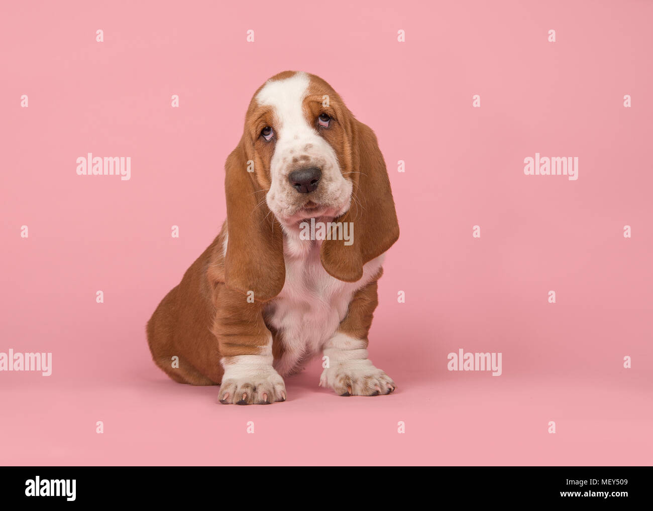 Cute red and white basset hound puppy sitting on a pink background seen ...