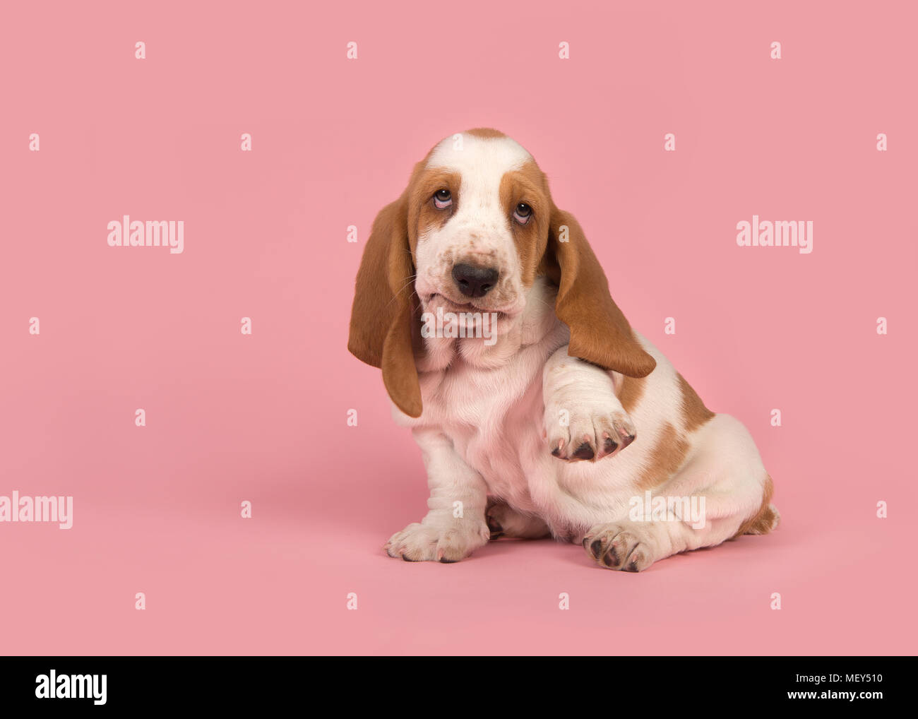 Cute playful white and tan basset hound puppy lifting its paw to play ...