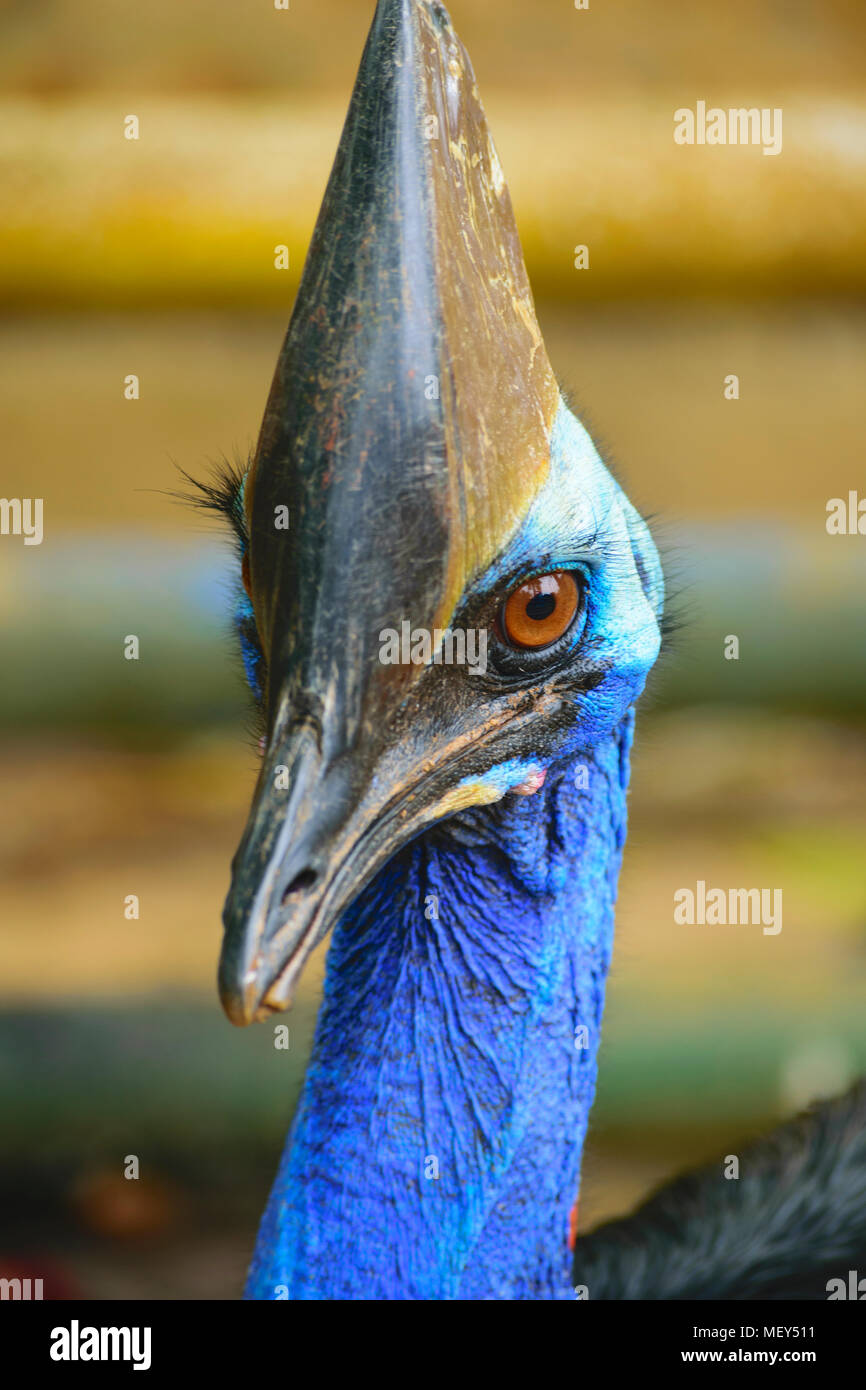 Kasuari bird hi-res stock photography and images - Alamy