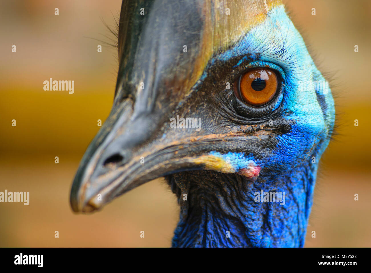close-up portrait of cassowary birds Stock Photo - Alamy