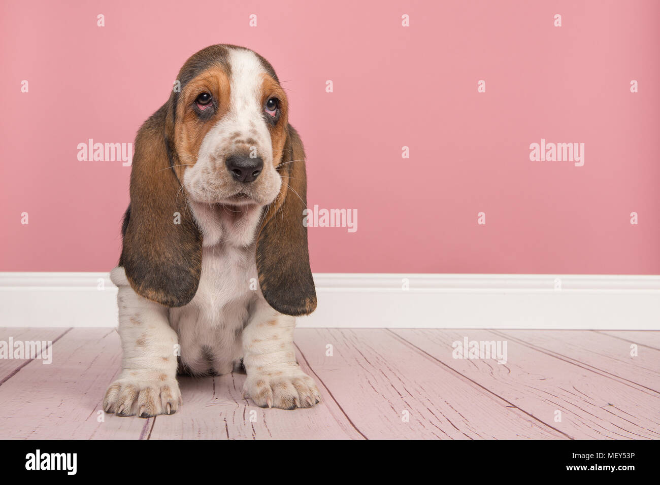 Cute basset hound puppy sitting in a pink living room setting Stock ...