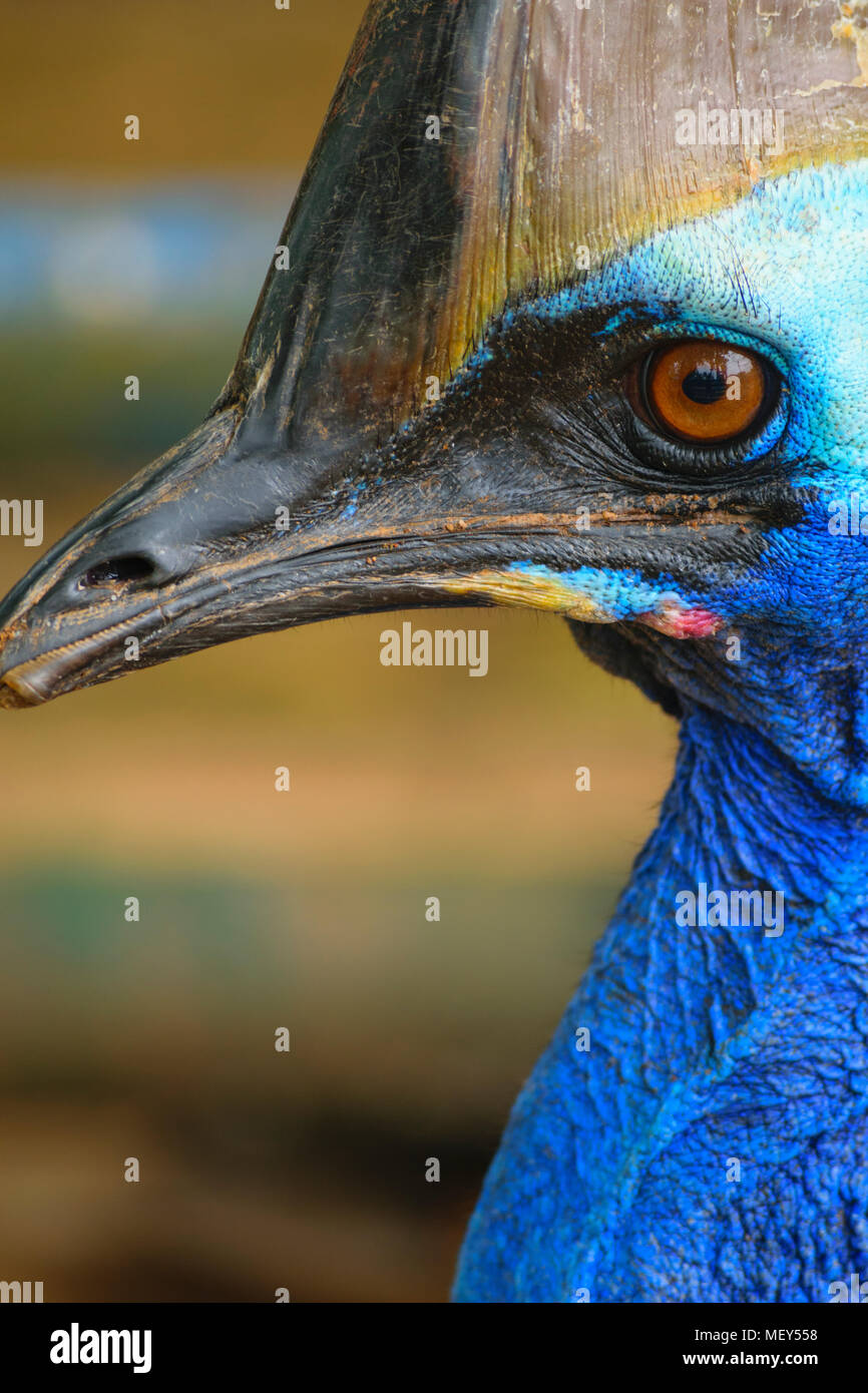 close-up portrait of cassowary birds Stock Photo - Alamy