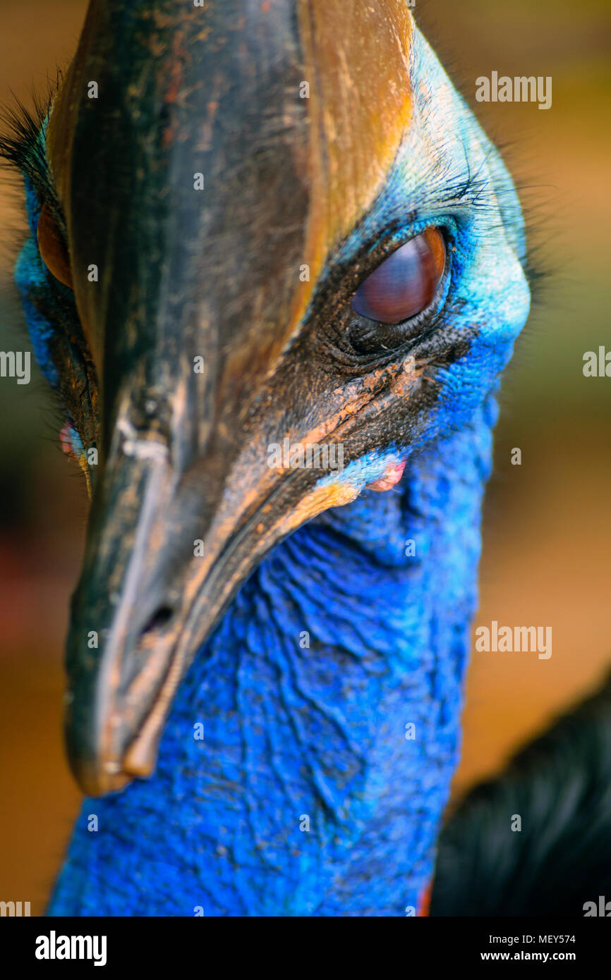 Cassowary bird hi-res stock photography and images - Alamy