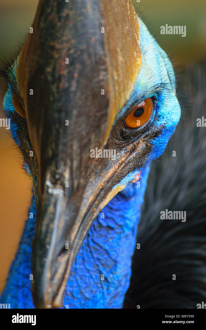 close-up portrait of cassowary birds Stock Photo - Alamy