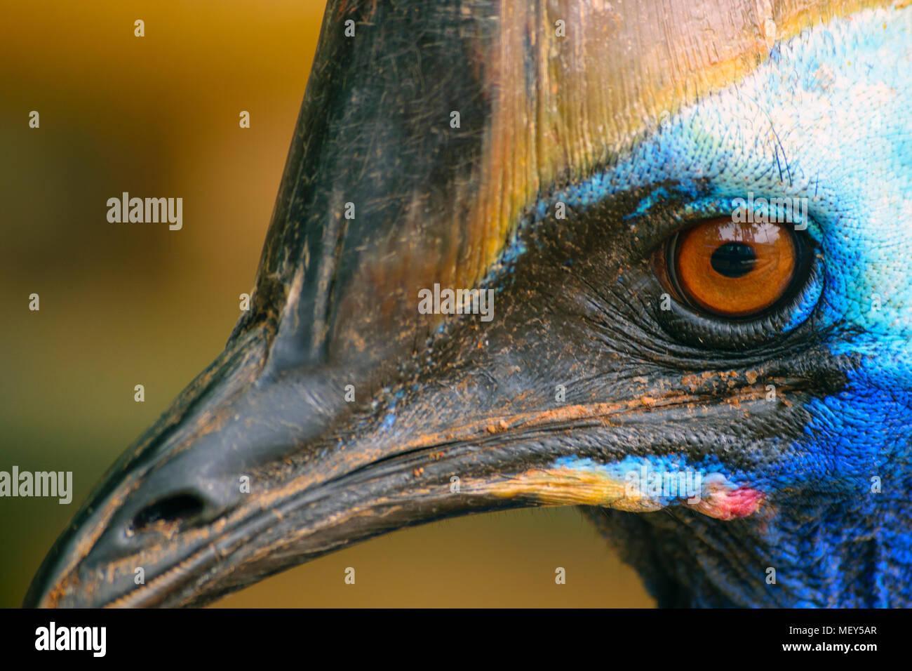 close-up portrait of cassowary birds Stock Photo - Alamy