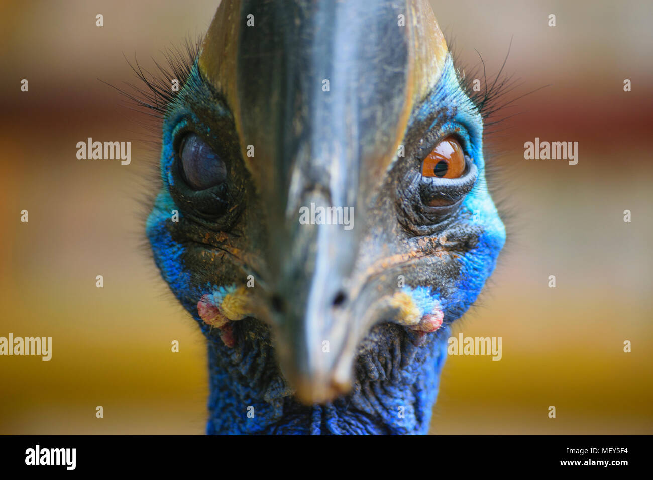 Kasuari bird hi-res stock photography and images - Alamy