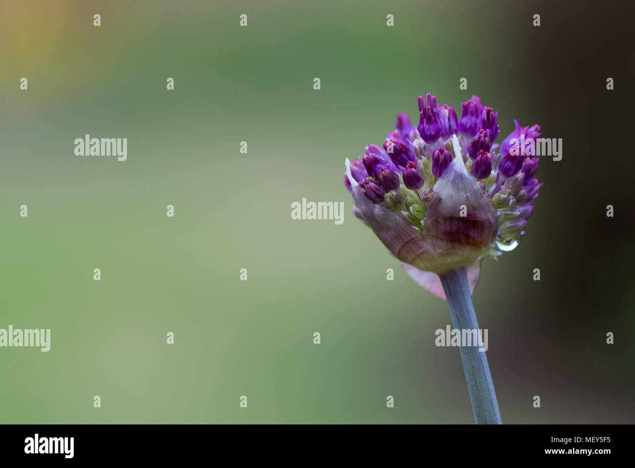 Cluster of flower hi-res stock photography and images - Alamy