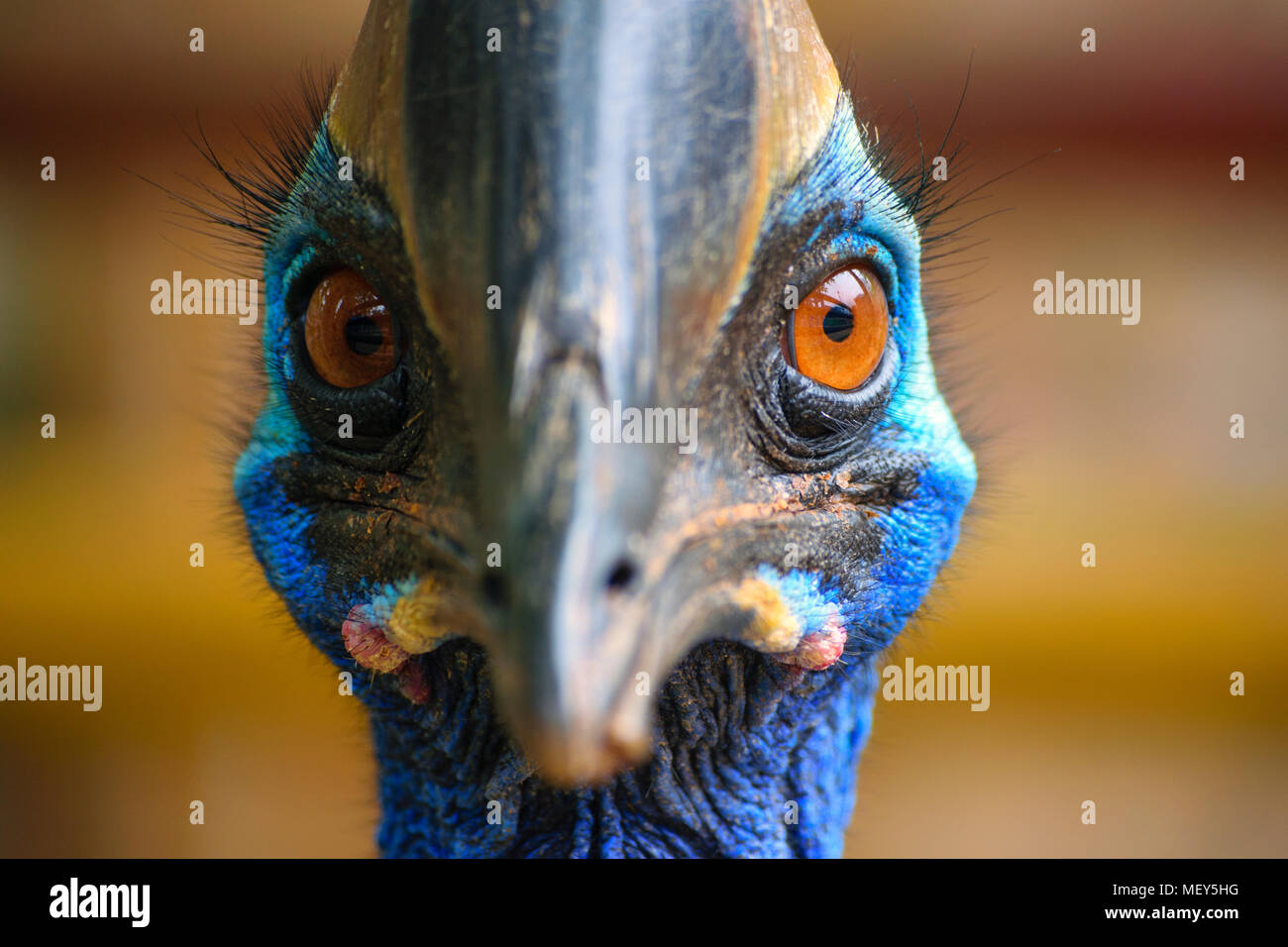 Kasuari bird hi-res stock photography and images - Alamy