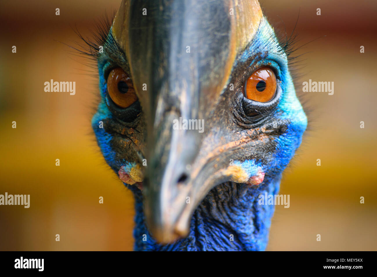 Kasuari bird hi-res stock photography and images - Alamy