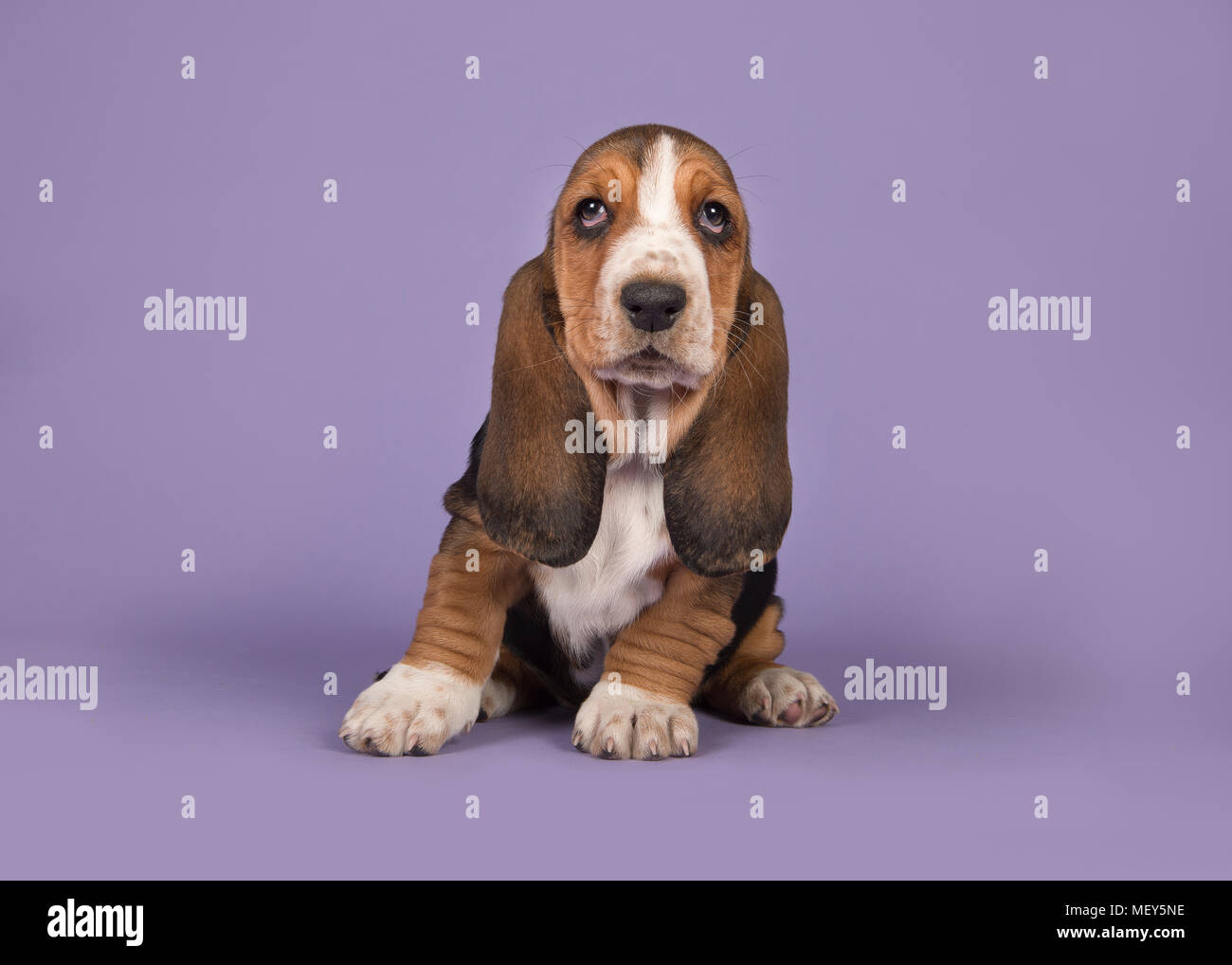Cute tricolor basset hound puppy sitting on a lavender purple ...