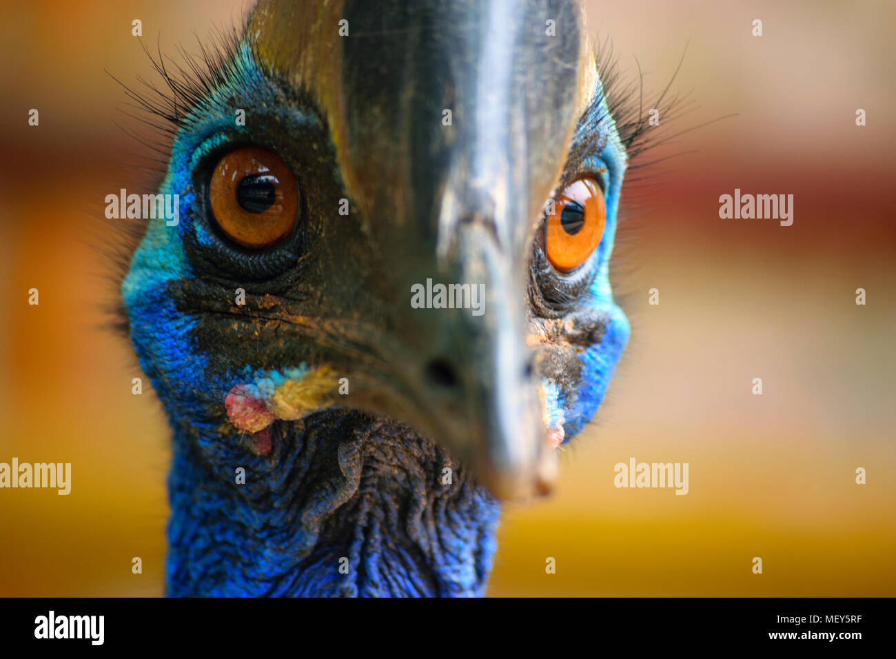 close-up portrait of cassowary birds Stock Photo - Alamy