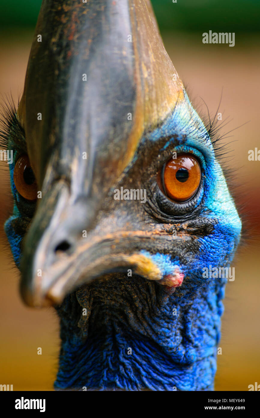 Kasuari bird hi-res stock photography and images - Alamy