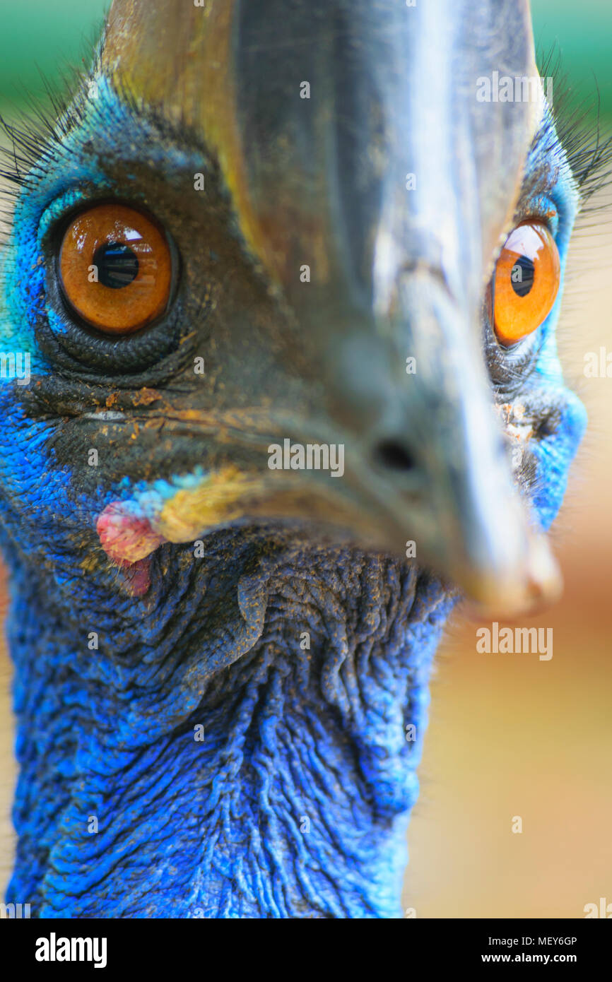 Cassowary eye hi-res stock photography and images - Alamy