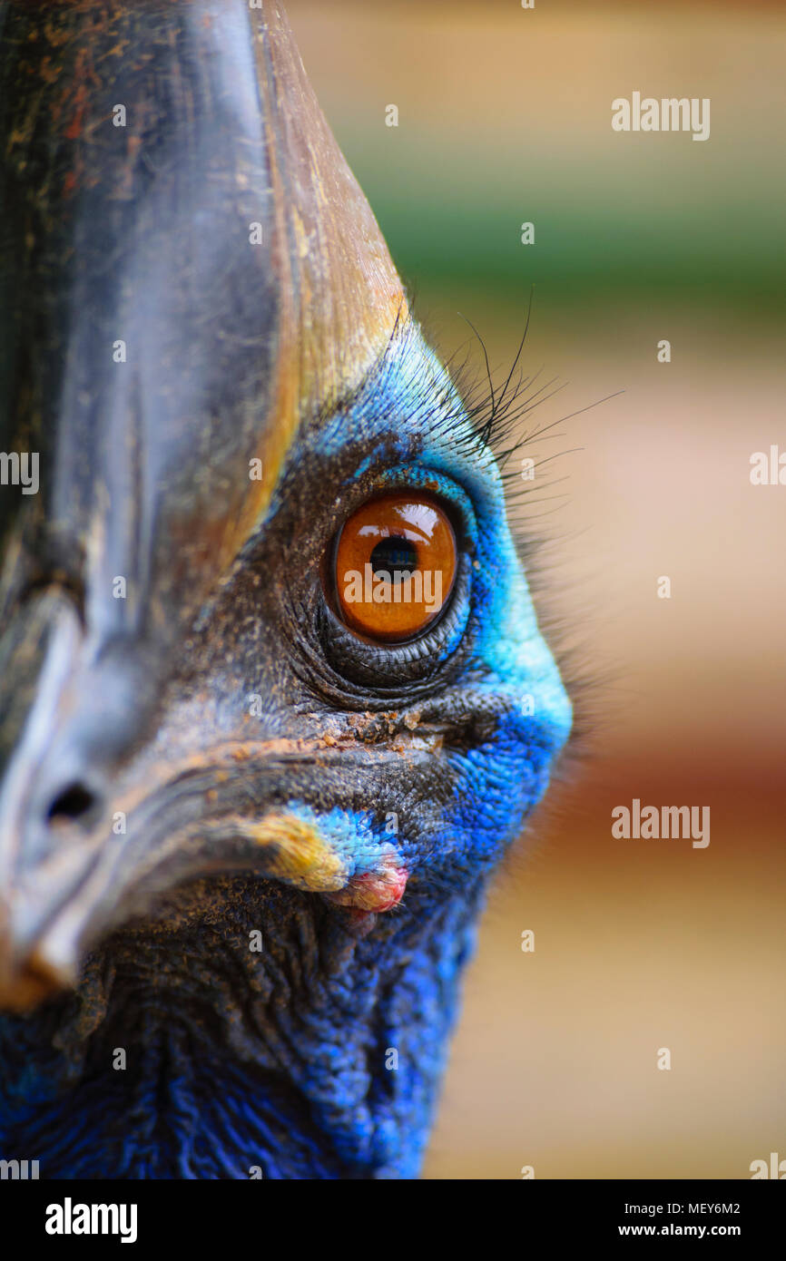 close-up portrait of cassowary birds Stock Photo - Alamy