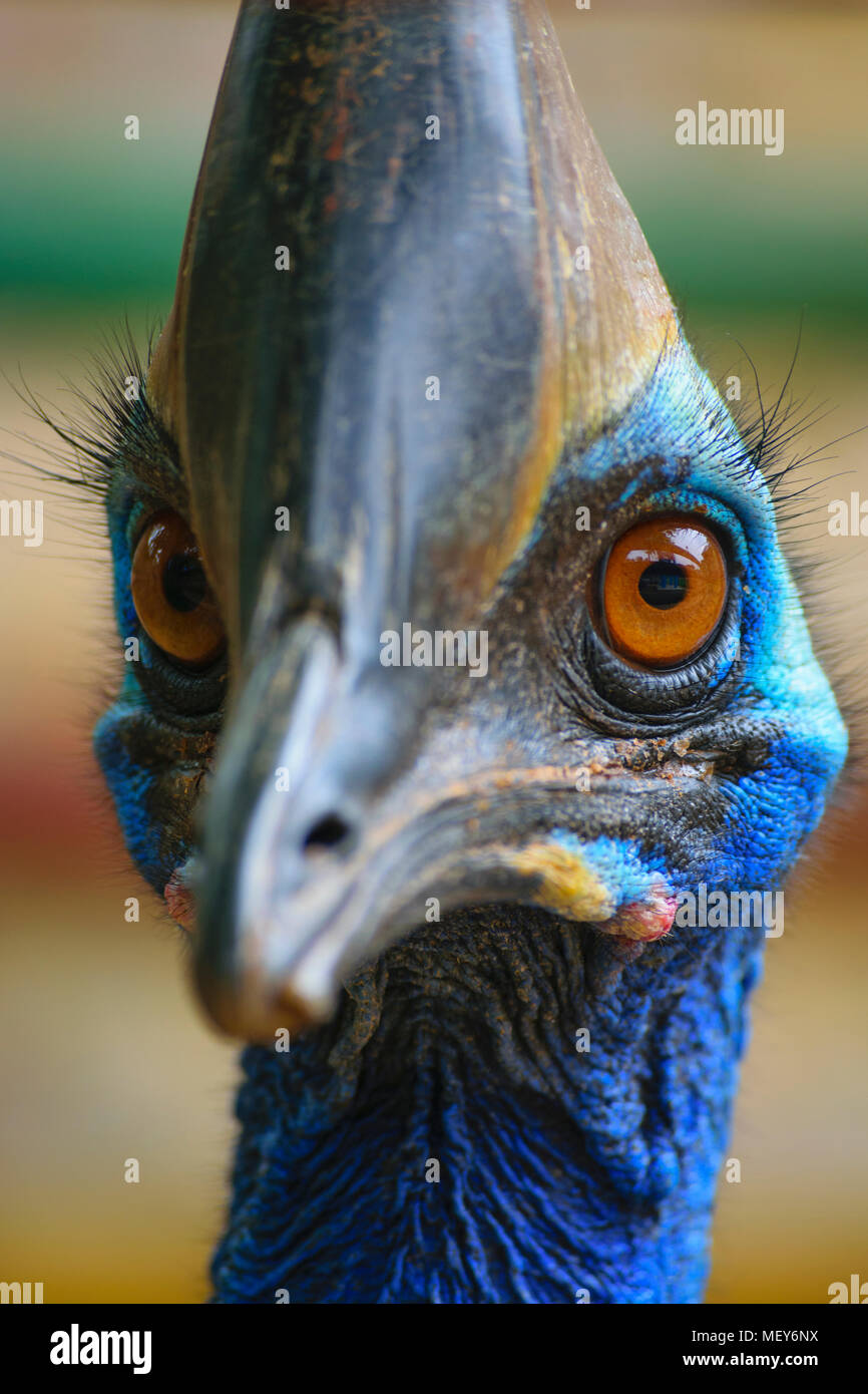 Cassowary eye hi-res stock photography and images - Alamy
