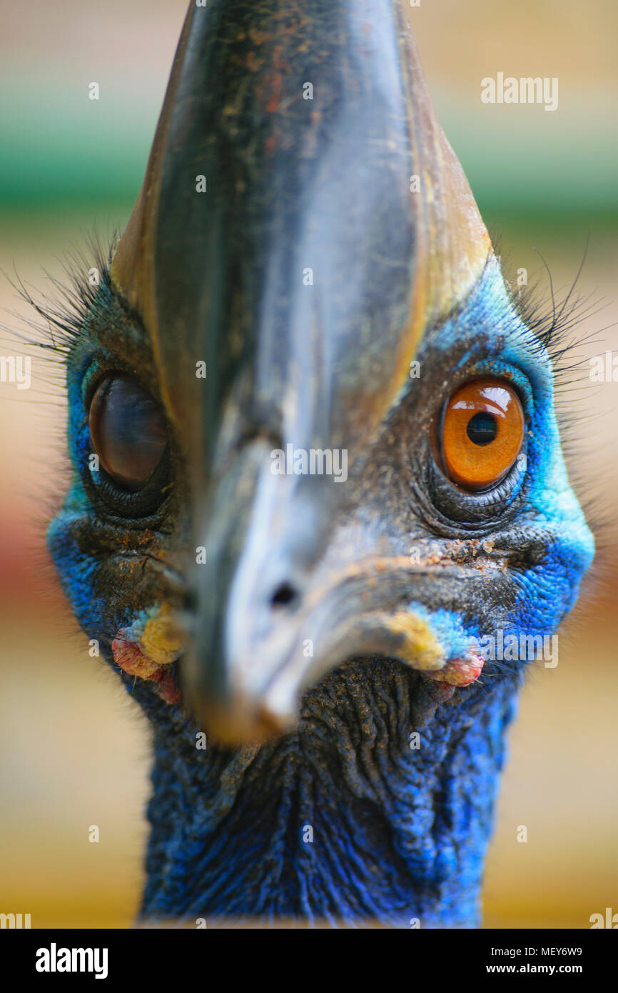 Kasuari bird hi-res stock photography and images - Alamy