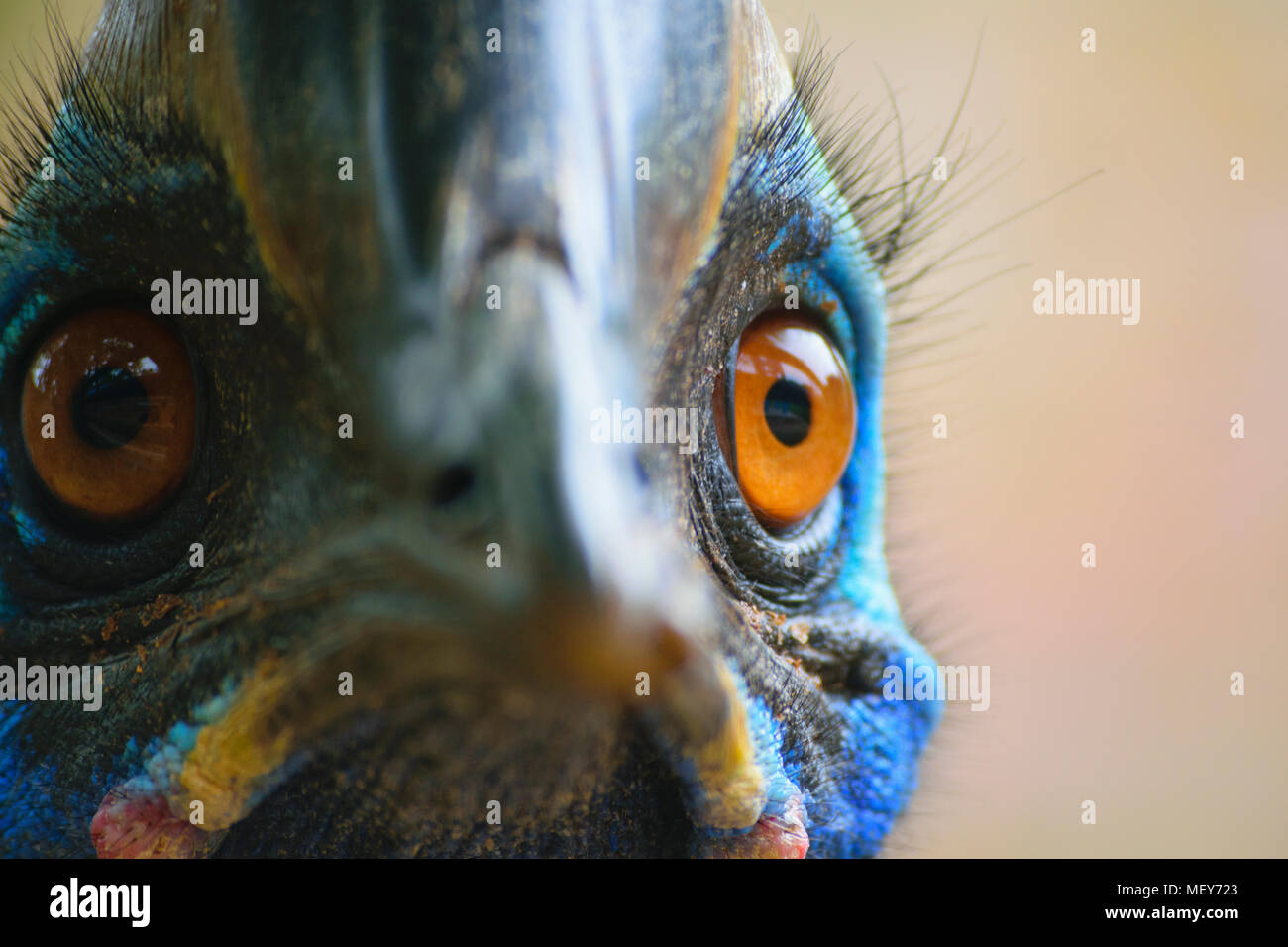 close-up portrait of cassowary birds Stock Photo - Alamy