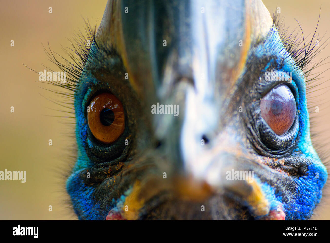 Cassowary Eye High Resolution Stock Photography and Images - Alamy