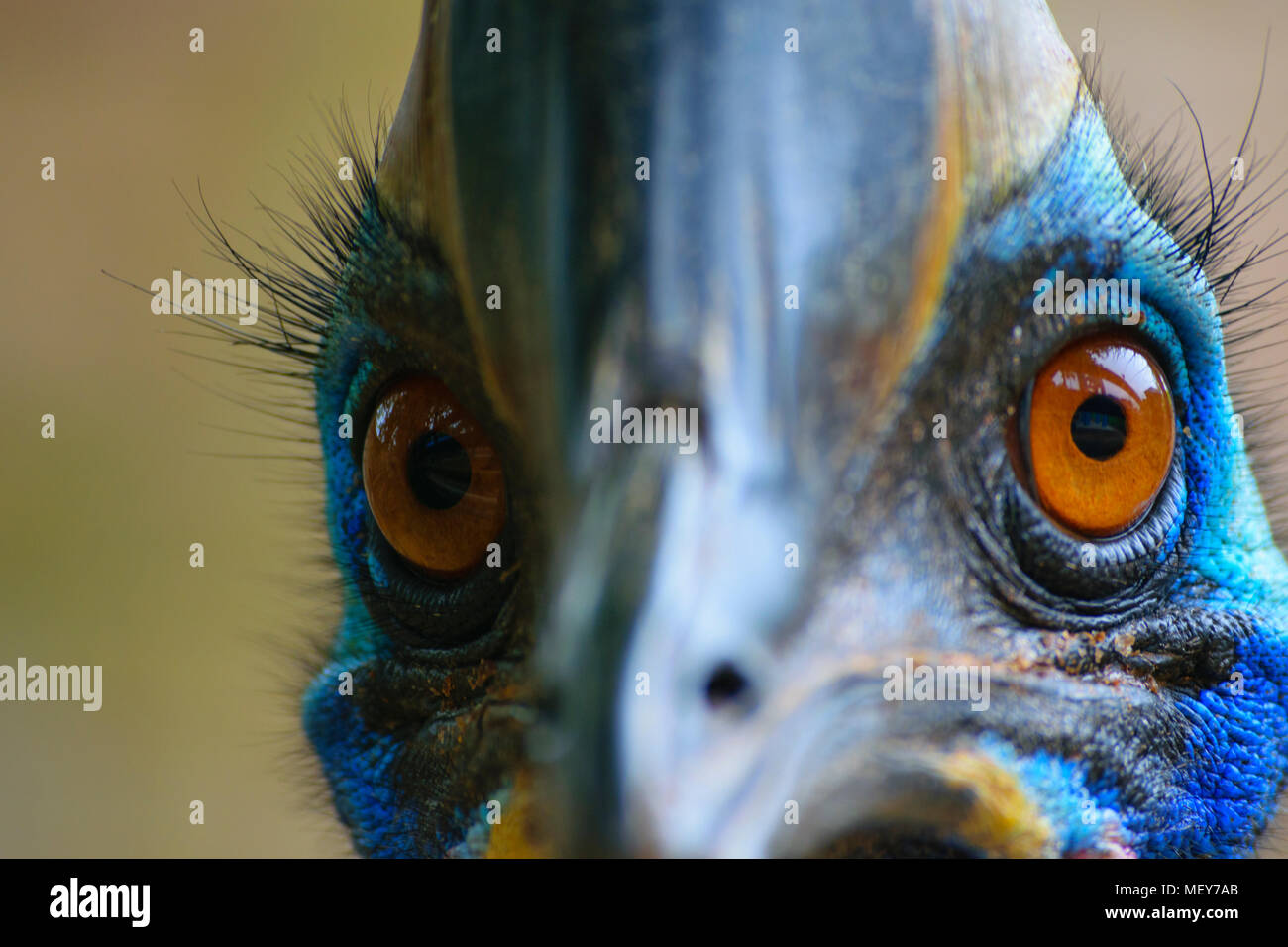 close-up portrait of cassowary birds Stock Photo - Alamy