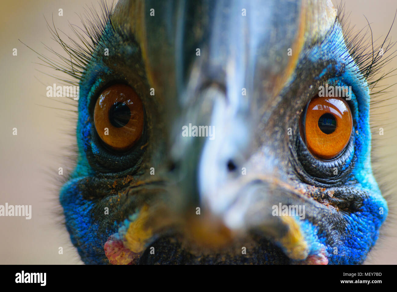 Kasuari bird hi-res stock photography and images - Alamy