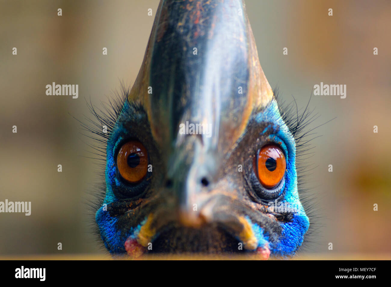 close-up portrait of cassowary birds Stock Photo - Alamy