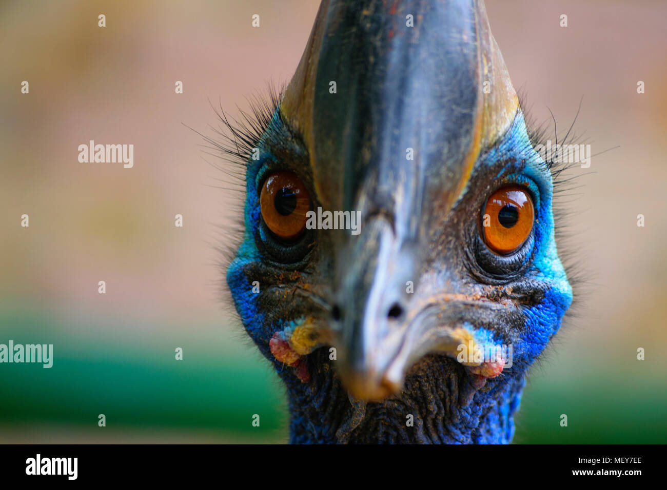 Kasuari bird hi-res stock photography and images - Alamy