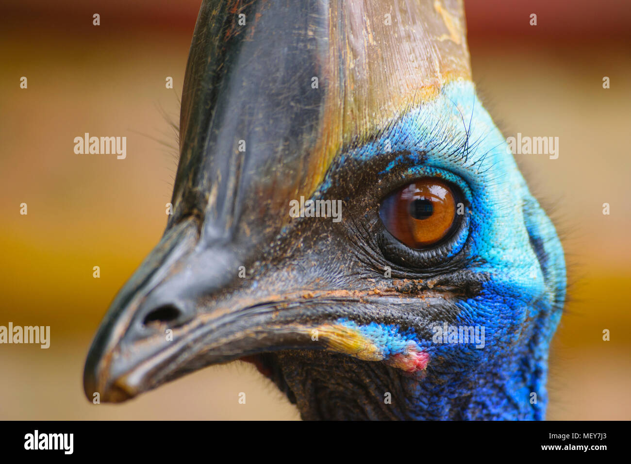 Cassowary eye hi-res stock photography and images - Alamy