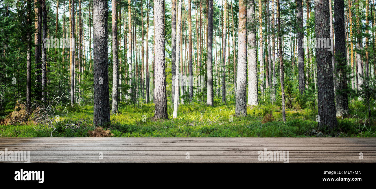 Beautiful wild forest Stock Photo - Alamy