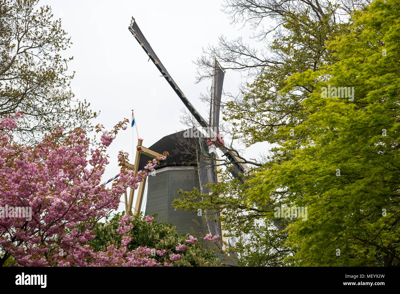 Traditional Dutch windmills with vibrant tulips in the foreground ...
