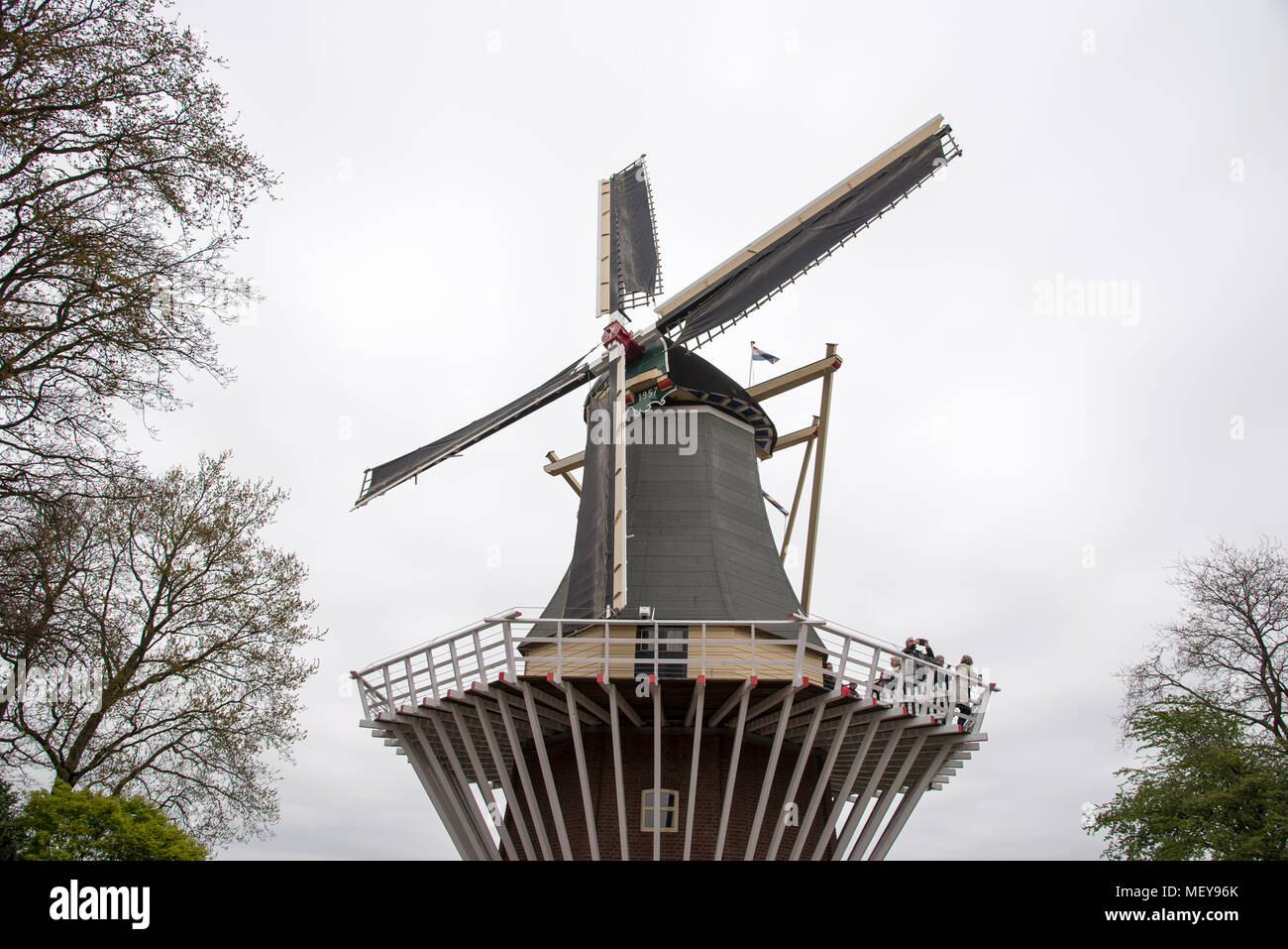 Traditional Dutch windmills with vibrant tulips in the foreground ...